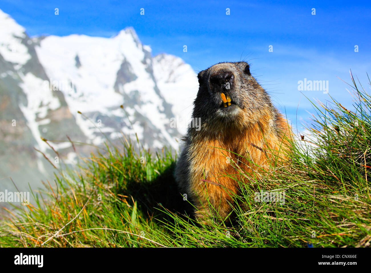 Marmot mountain hi-res stock photography and images - Alamy