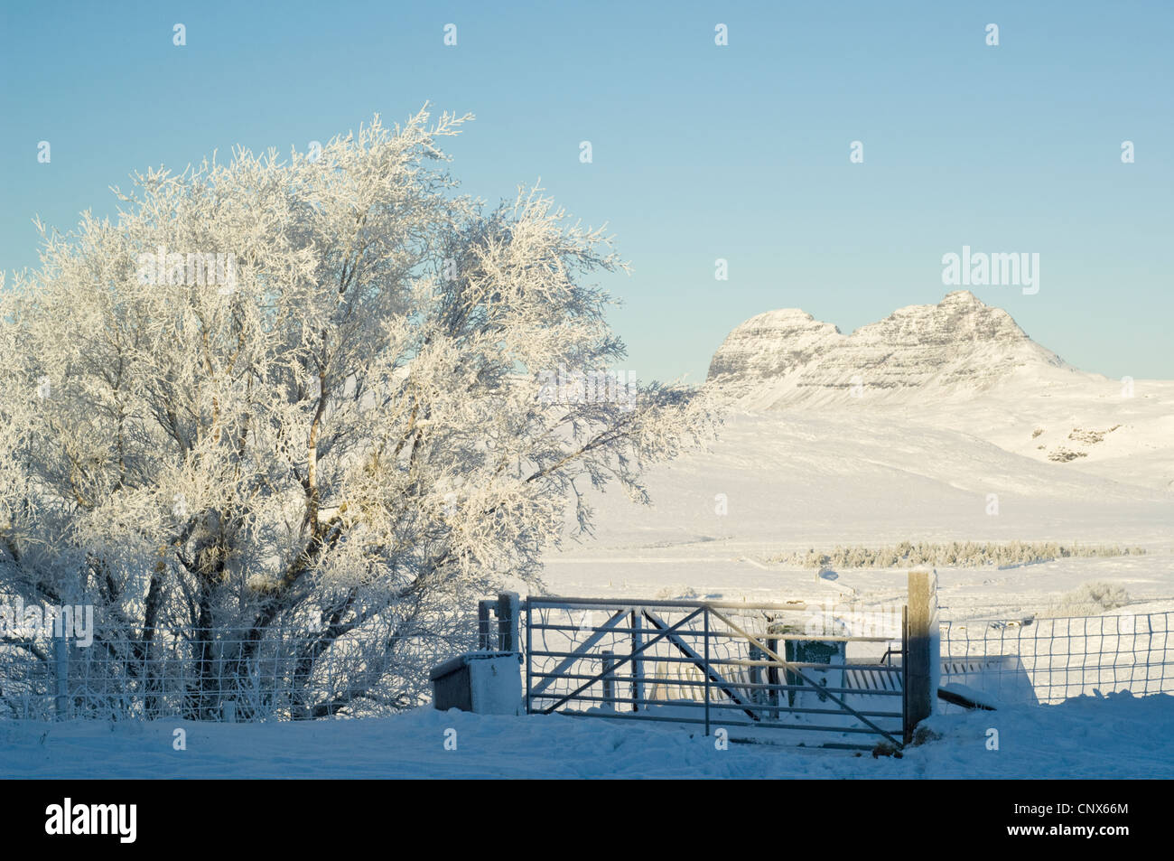 Frosted trees and fencing at Elphin, looking northwest to Suilven ...