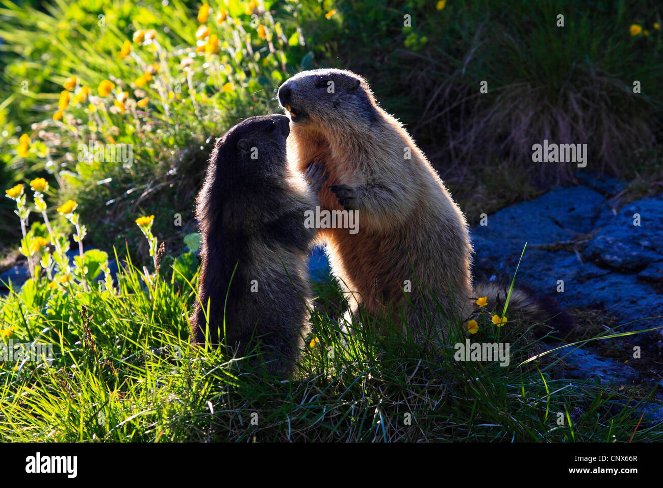 alpine marmot (Marmota marmota), strength competition of two animals standing errected face to ...