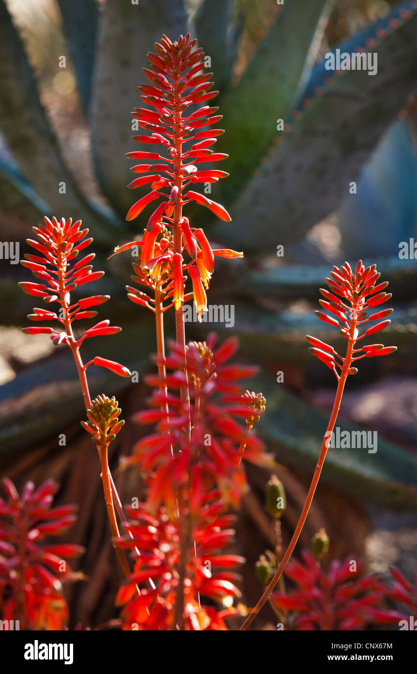 Desert botanical garden arizona hi-res stock photography and images - Alamy