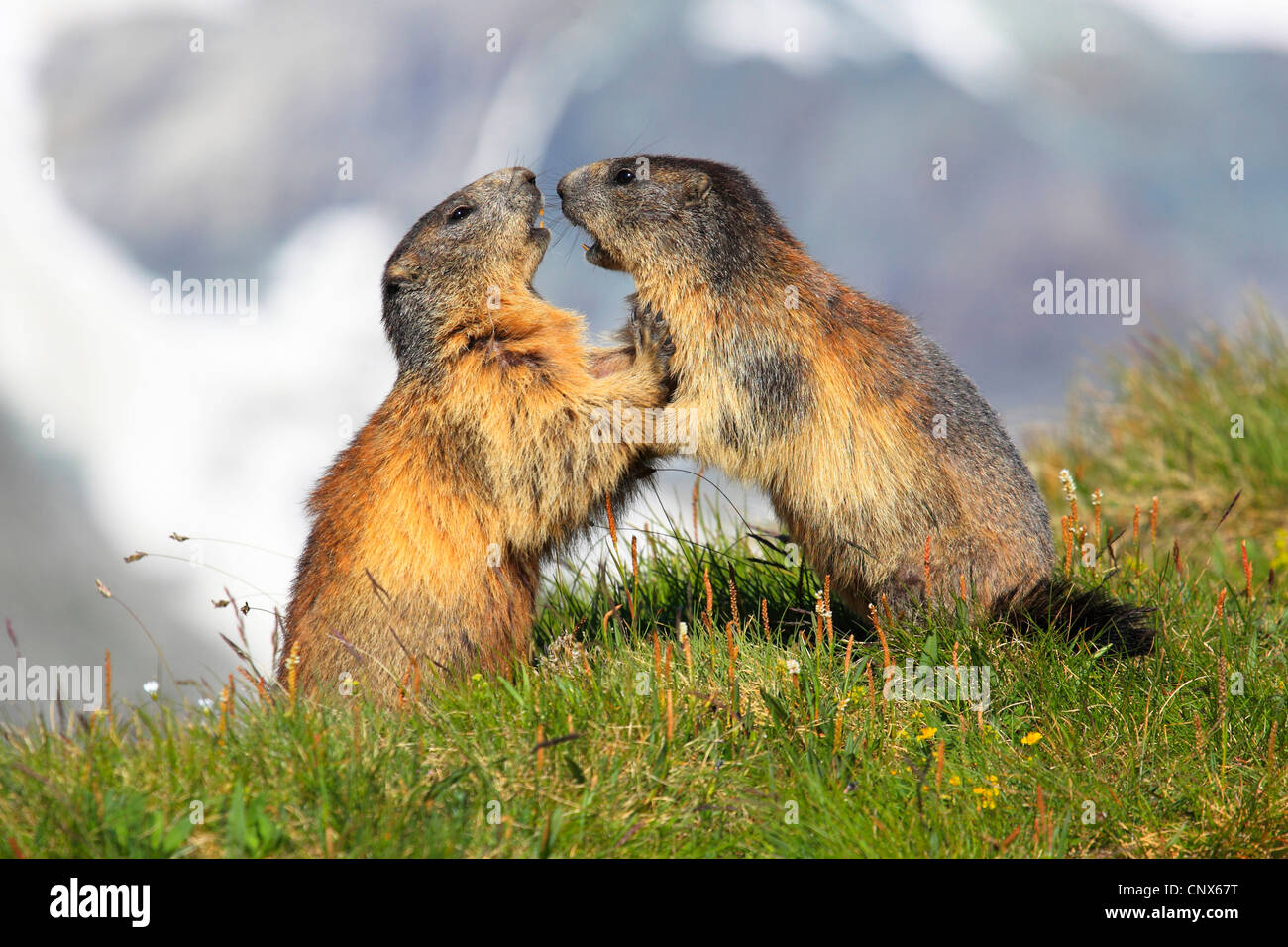 alpine marmot (Marmota marmota), two animals fighting errected in mountain meadow, Austria, Hohe ...