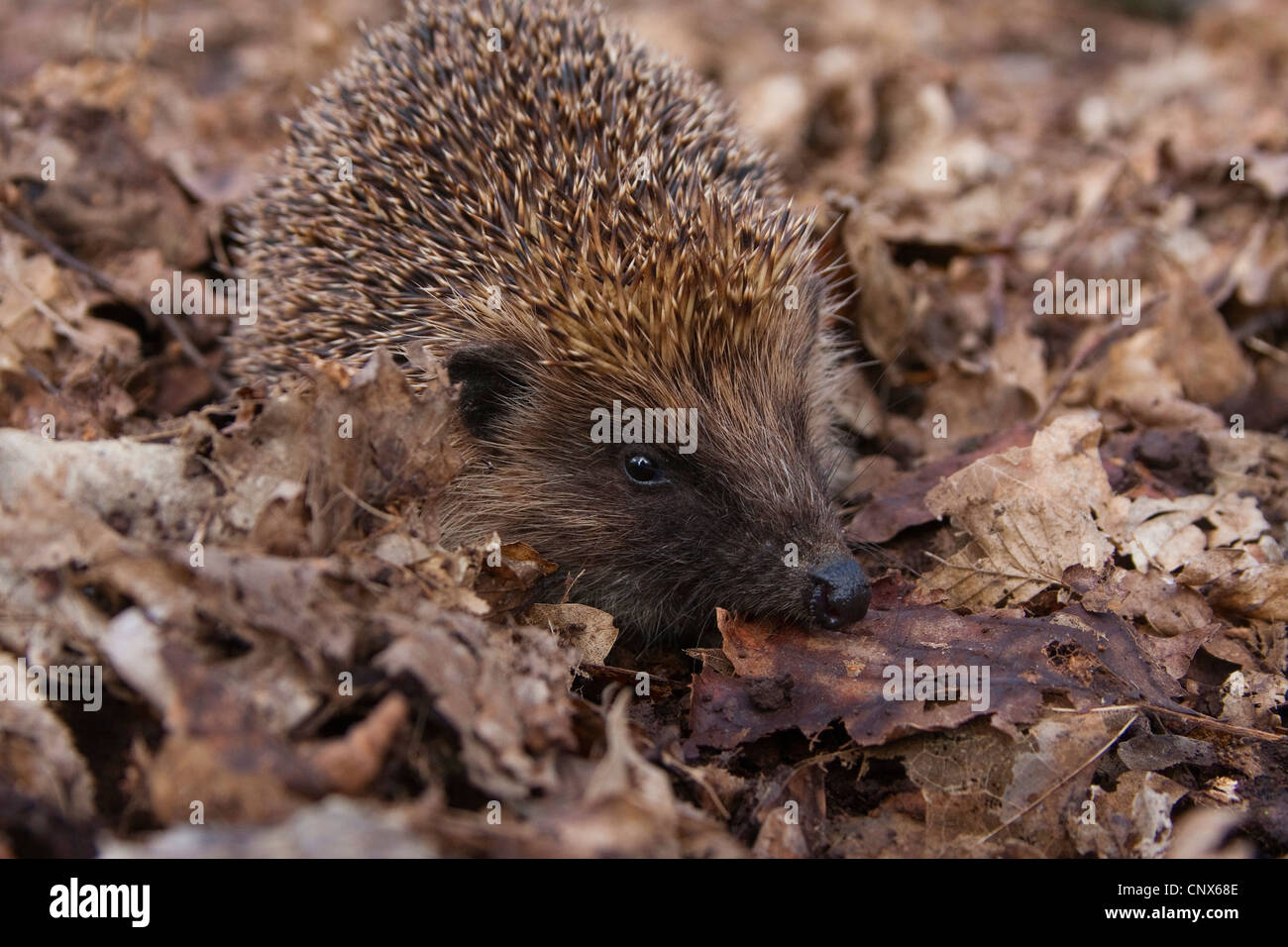 Western hedgehog, European hedgehog (Erinaceus europaeus), sniffing in ...