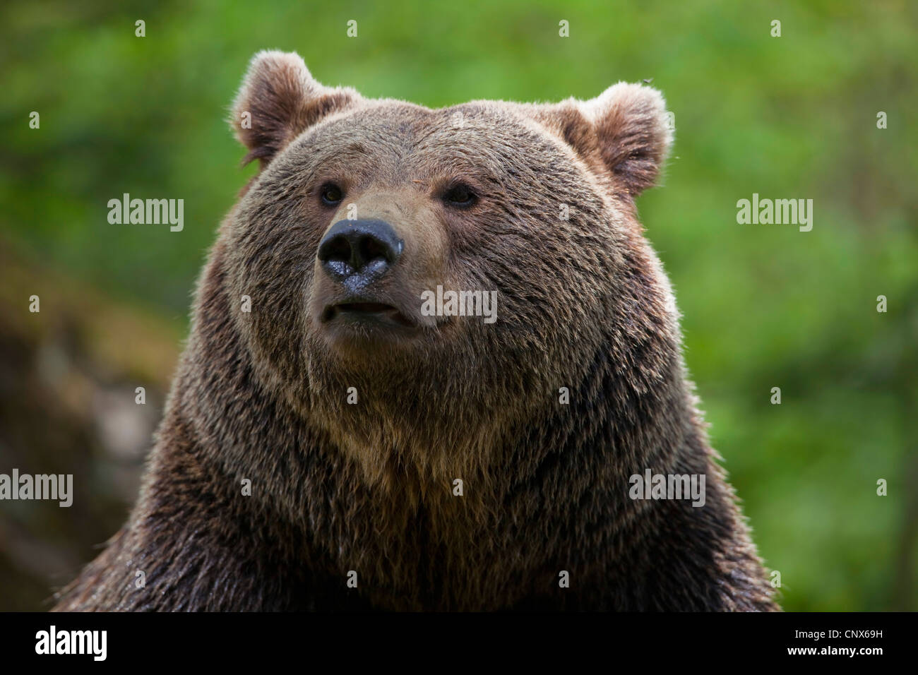 brown bear (Ursus arctos), portrait, Germany, Bavaria, Bavarian Forest ...