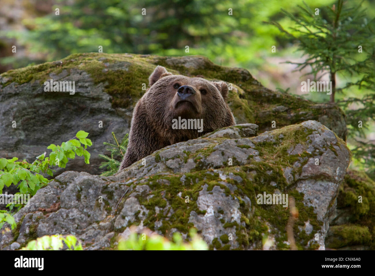 brown bear (Ursus arctos), peering from behind a rock, Germany, Bavaria ...