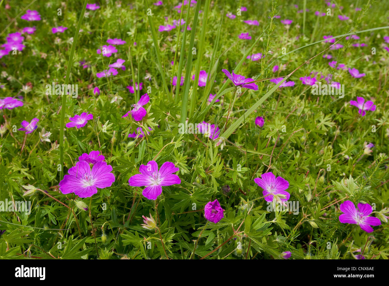 bloody cranesbill, blood-red cranesbill (Geranium sanguineum ...