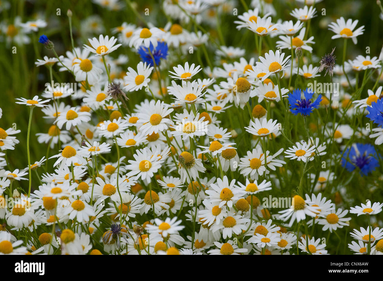 scented mayweed, german chamomile, german mayweed (Matricaria ...
