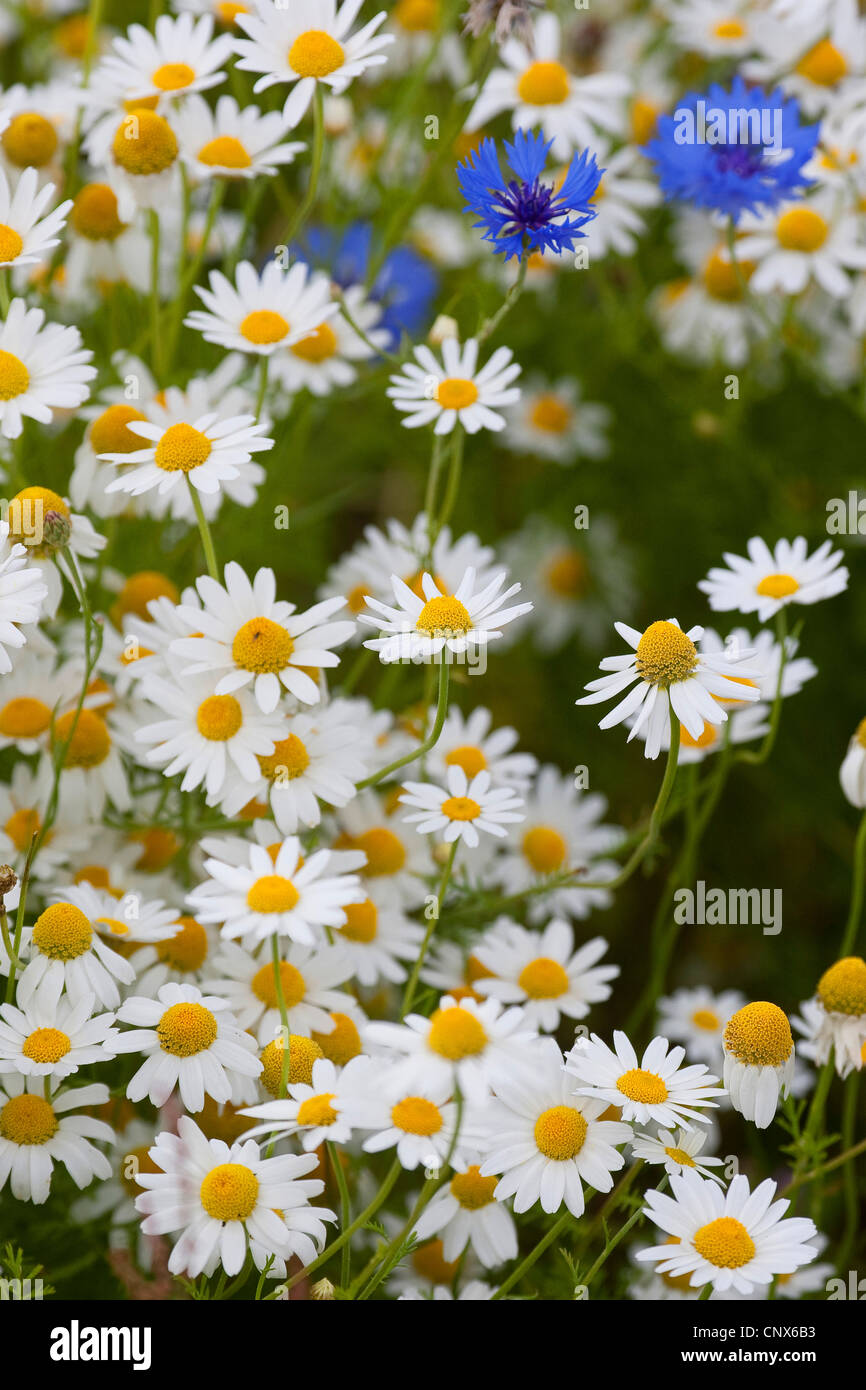 scented mayweed, german chamomile, german mayweed (Matricaria ...