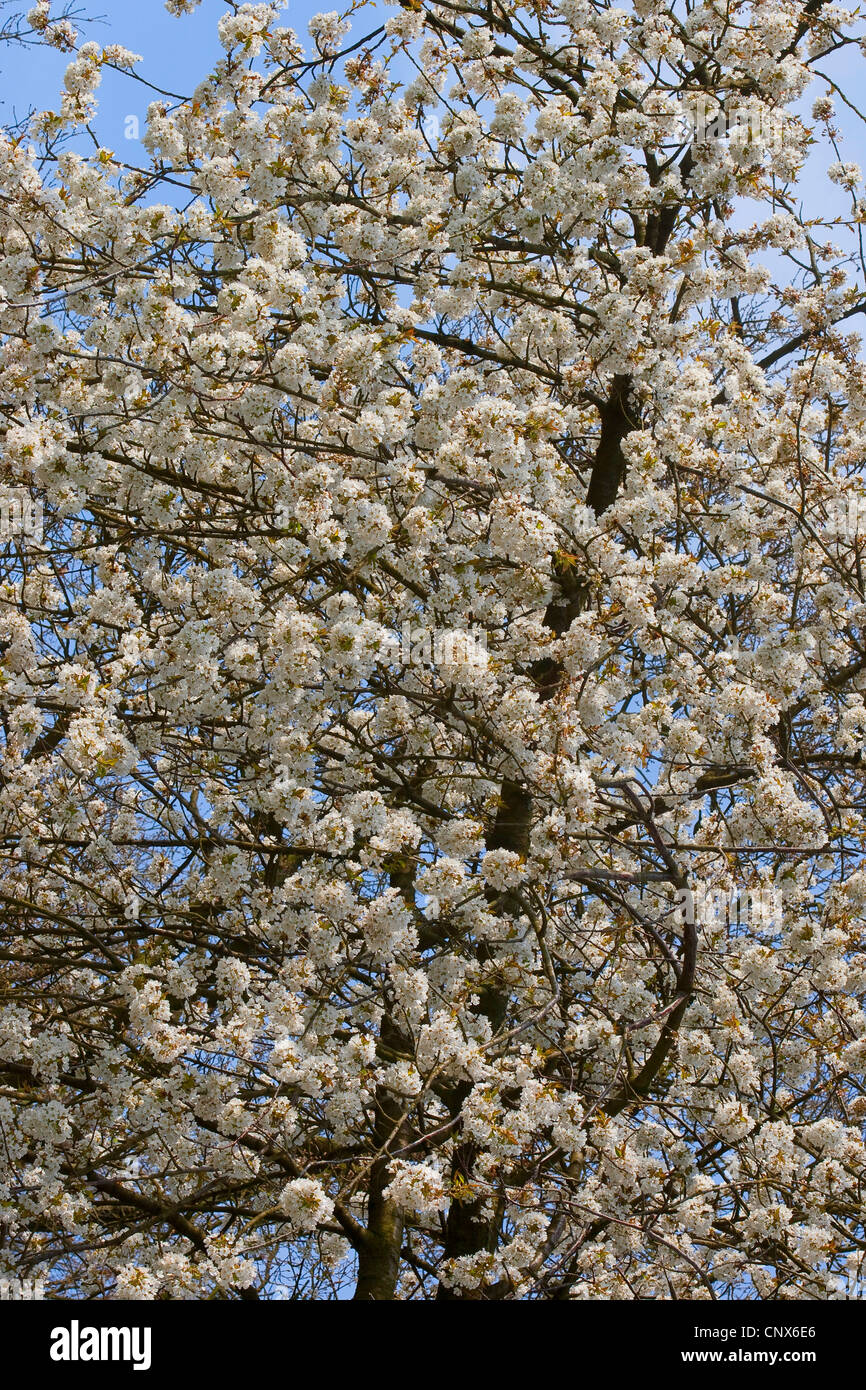 wild cherry, sweet cherry, gean, mazzard (Prunus avium), blooming ...