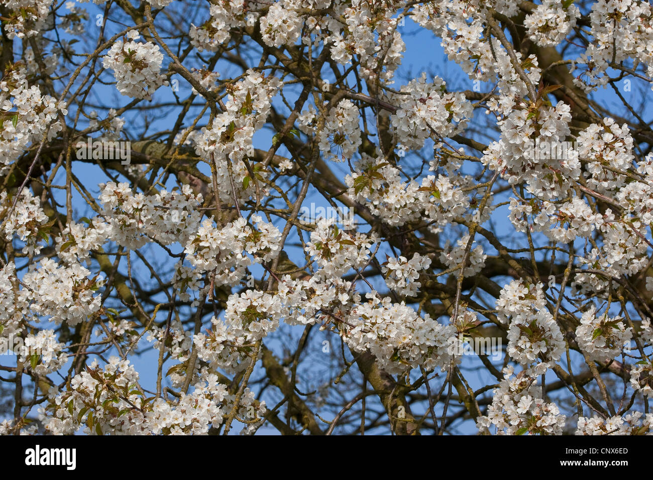 wild cherry, sweet cherry, gean, mazzard (Prunus avium), blooming ...