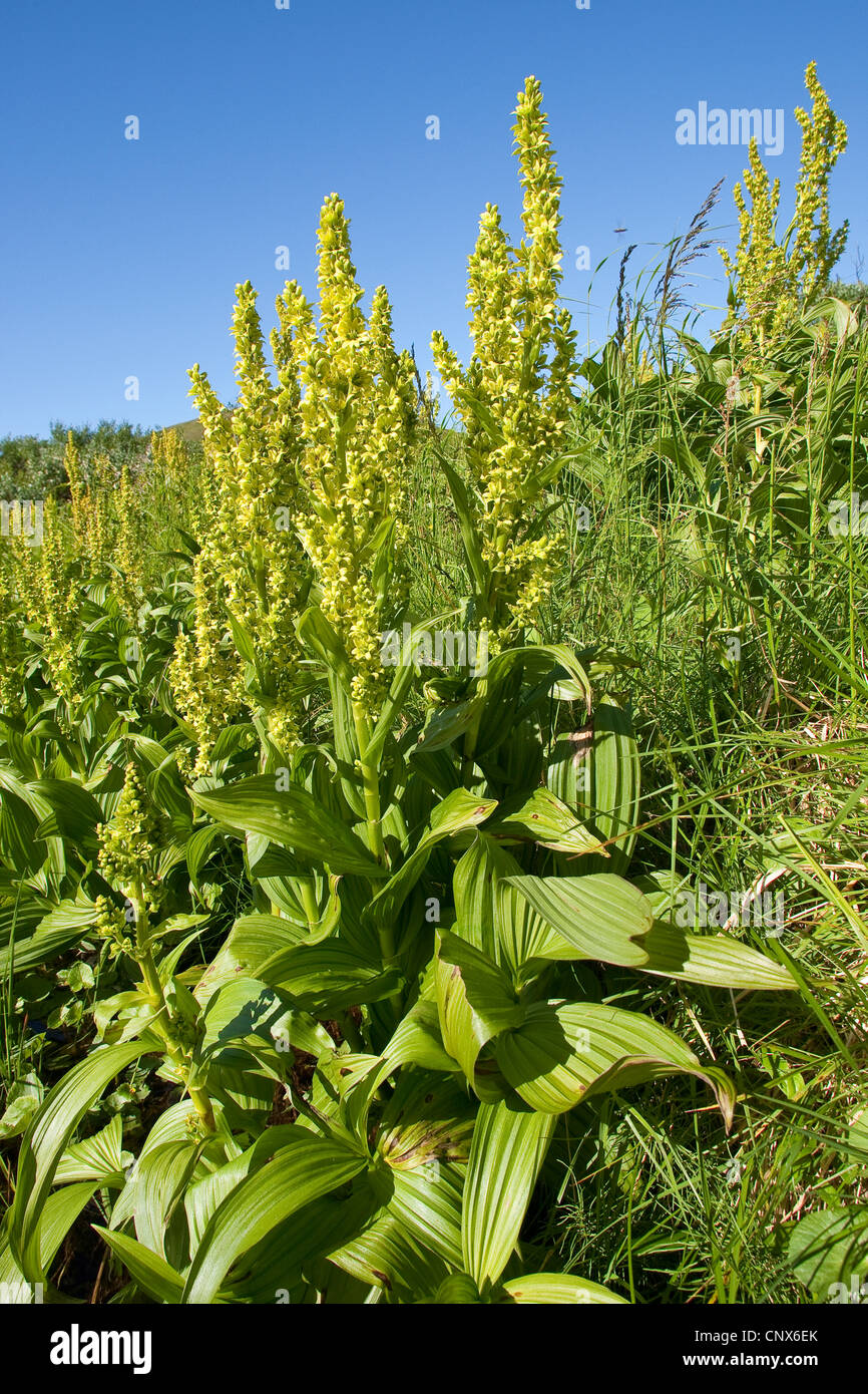 false helleborine, white hellebore (Veratrum album), blooming, Germany ...