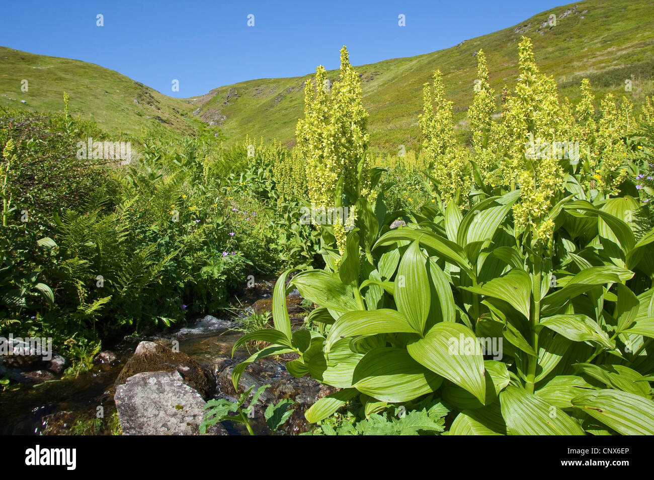 White Hellebore Veratrum Album Poisonous High Resolution Stock Photography and Images - Alamy