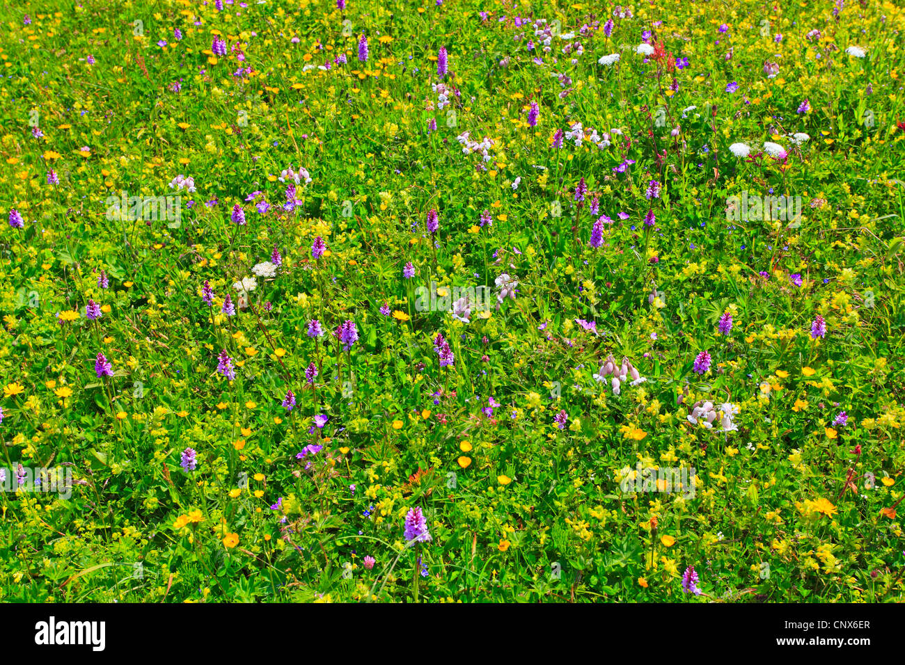 lushly blooming alpine flower meadow, Austria, Hohe Tauern National ...