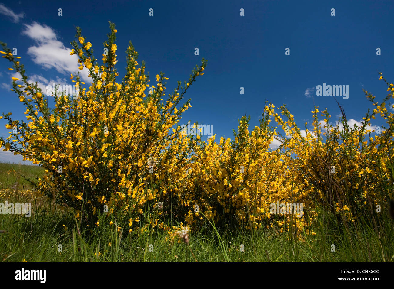 Scotch broom (Cytisus scoparius, Sarothamnus scoparius), blooming on ...