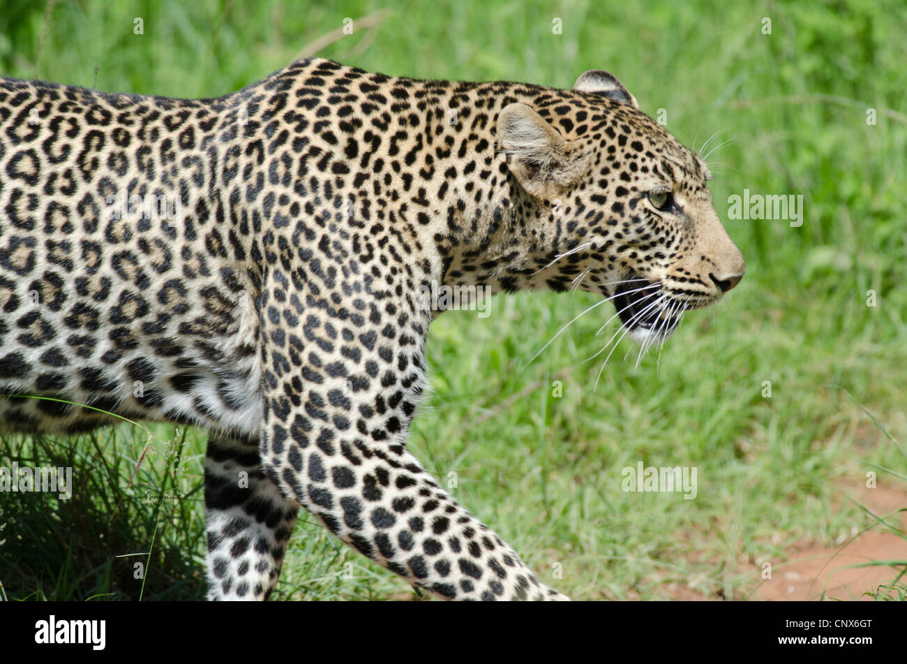 Leopard masai hi-res stock photography and images - Alamy