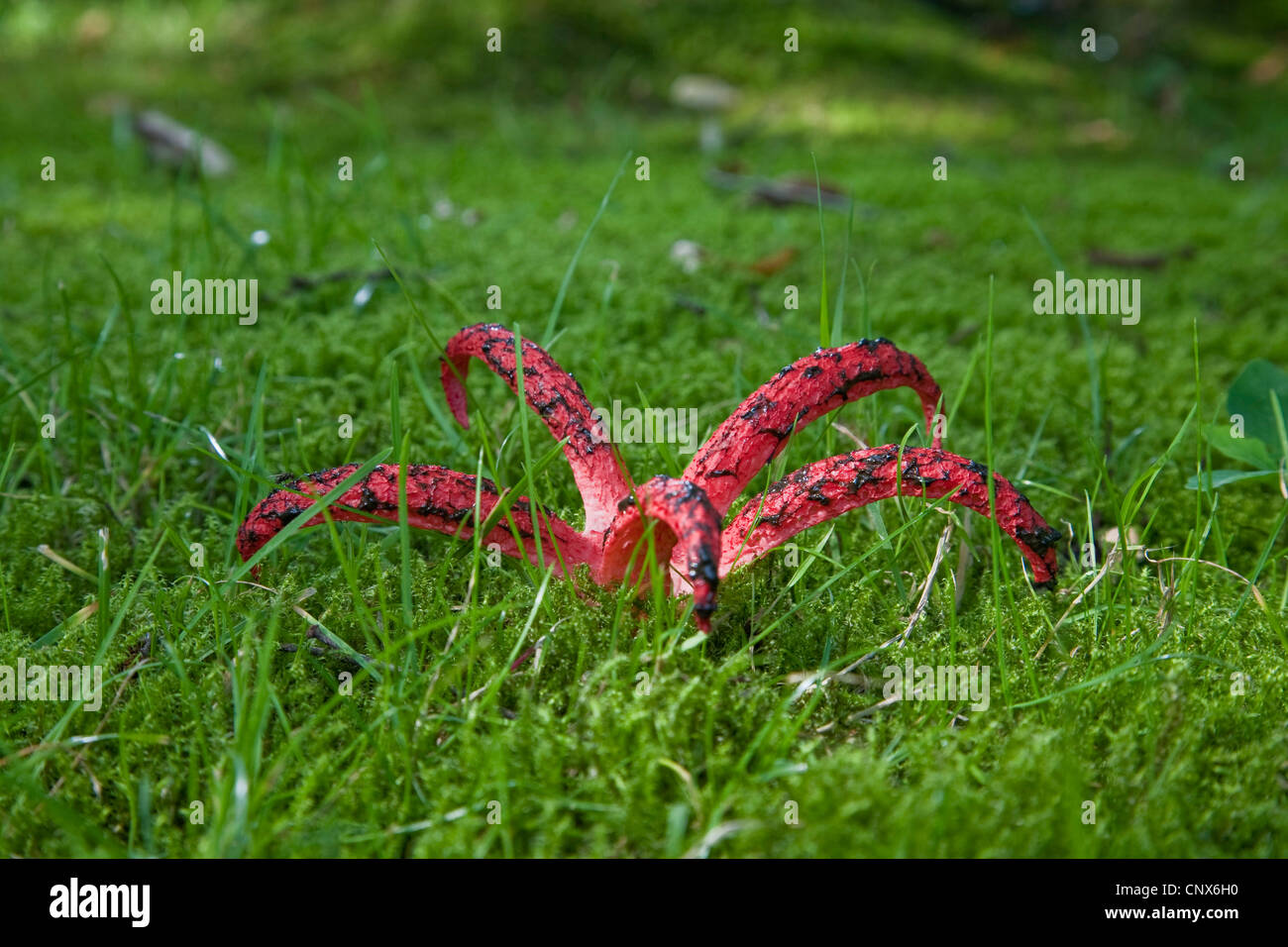 devil's fingers, devil's claw fungus, giant stink horn, octopus ...