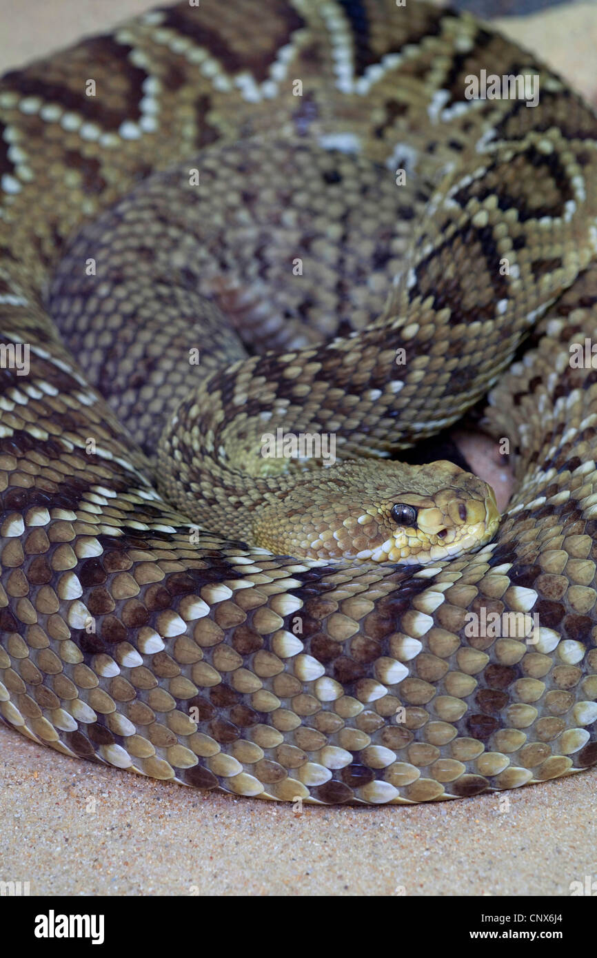 Ground rattlesnake hi-res stock photography and images - Alamy