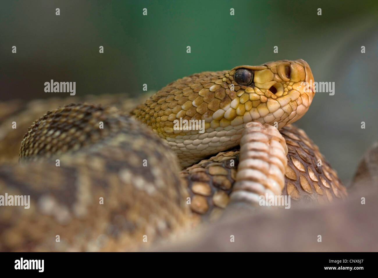 Mexican West-coast rattlesnake (Crotalus basiliscus), portrait Stock ...