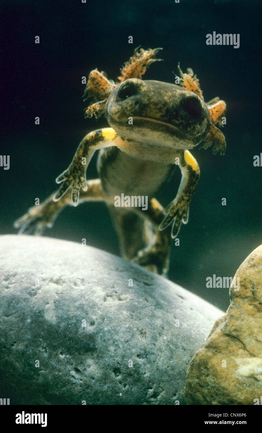 European fire salamander (Salamandra salamandra), larva under water ...
