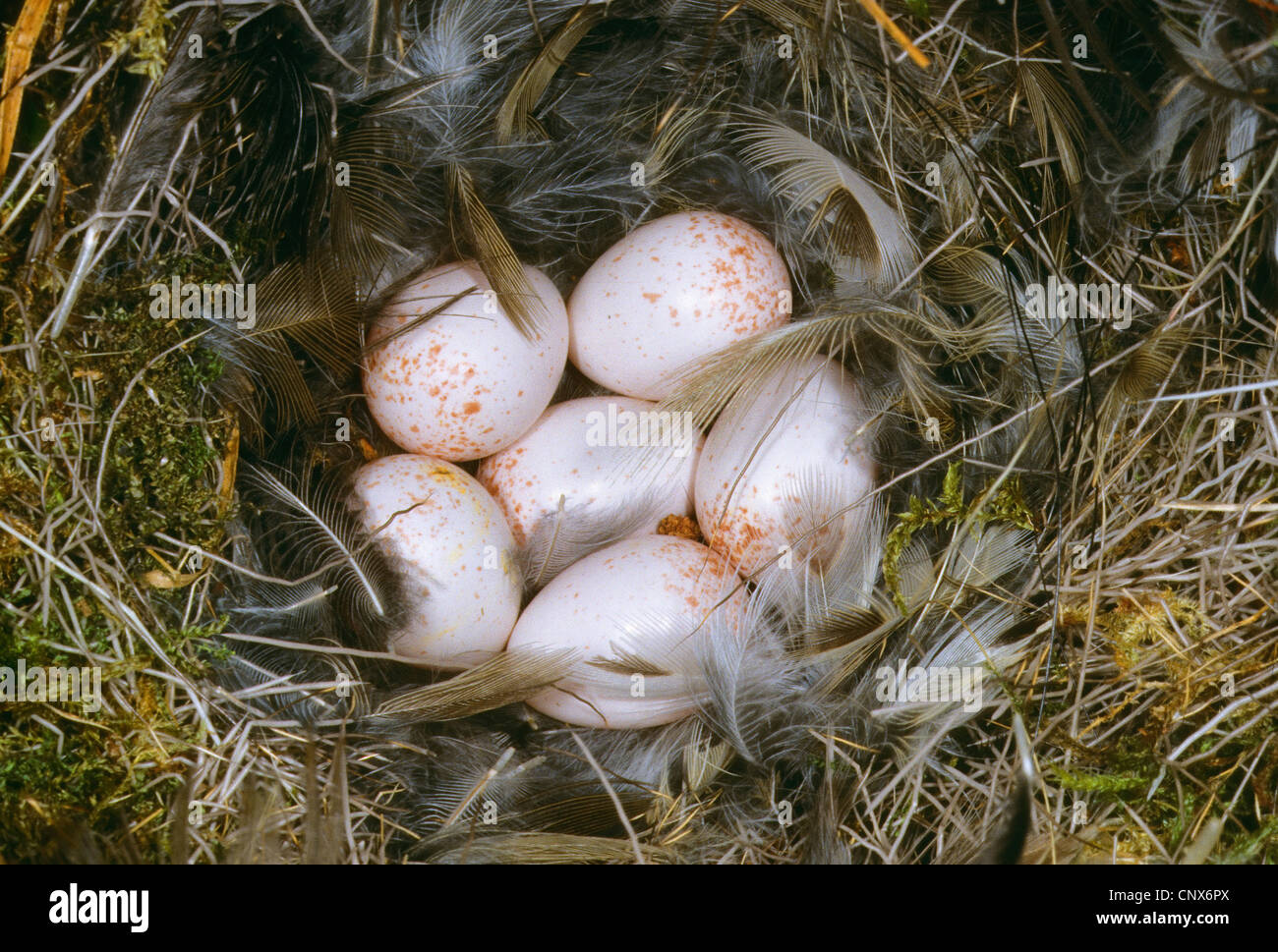 short-toed treecreeper (Certhia brachydactyla), nest with eggs Stock ...