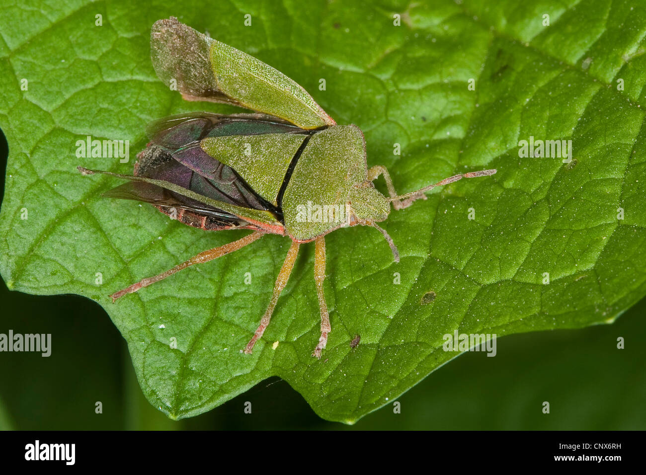 green shield bug, common green shield bug (Palomena prasina), sitting ...