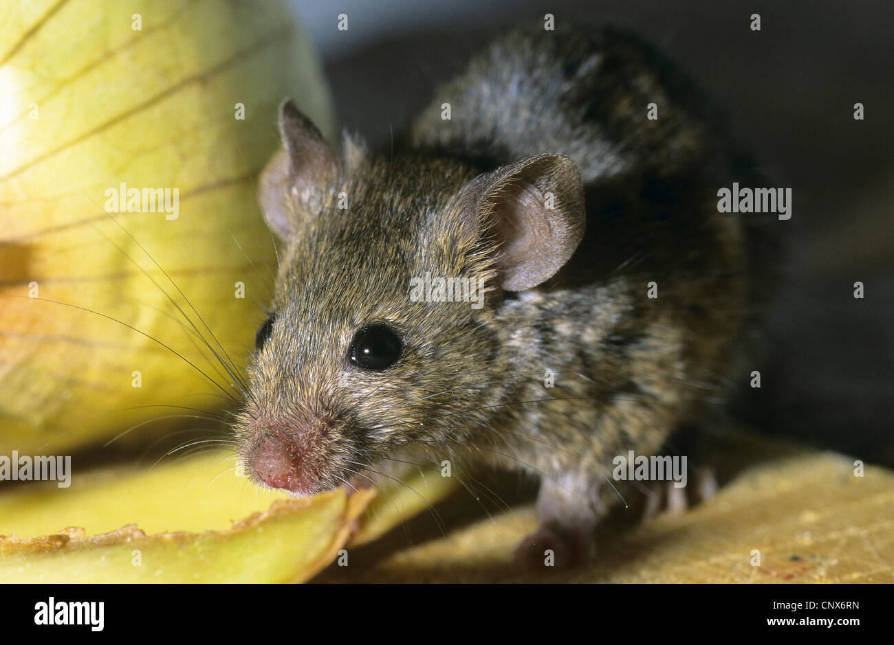 Food locker hi-res stock photography and images - Alamy