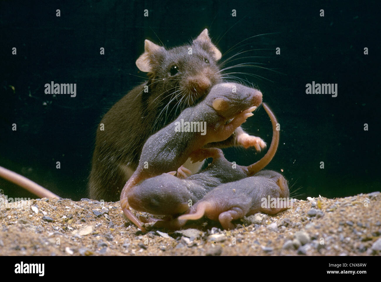 house mouse (Mus musculus), with juveniles, Germany Stock Photo - Alamy
