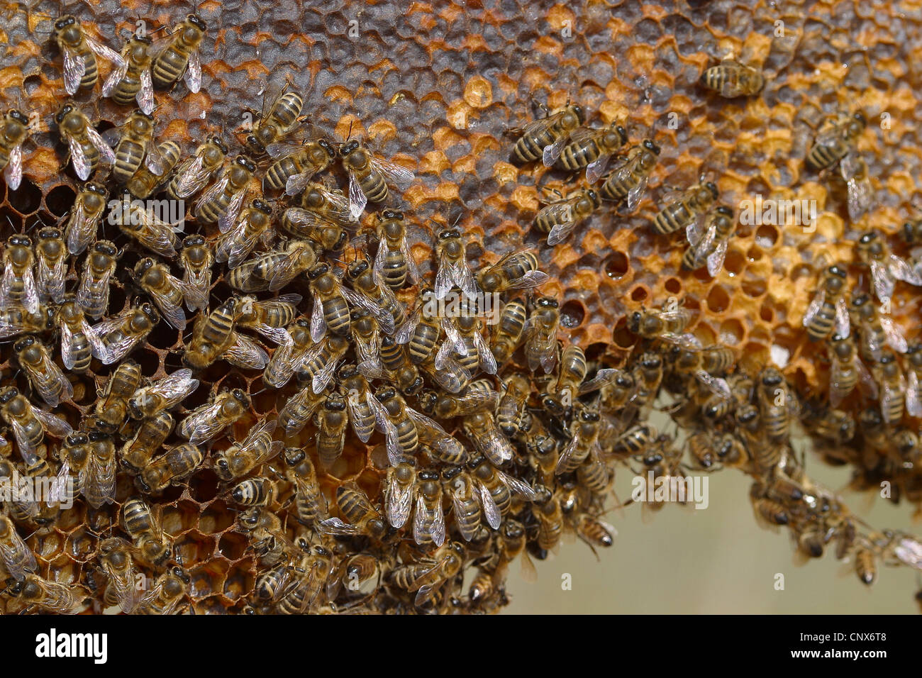 honey bee, hive bee (Apis mellifera mellifera), beehive, Germany Stock ...