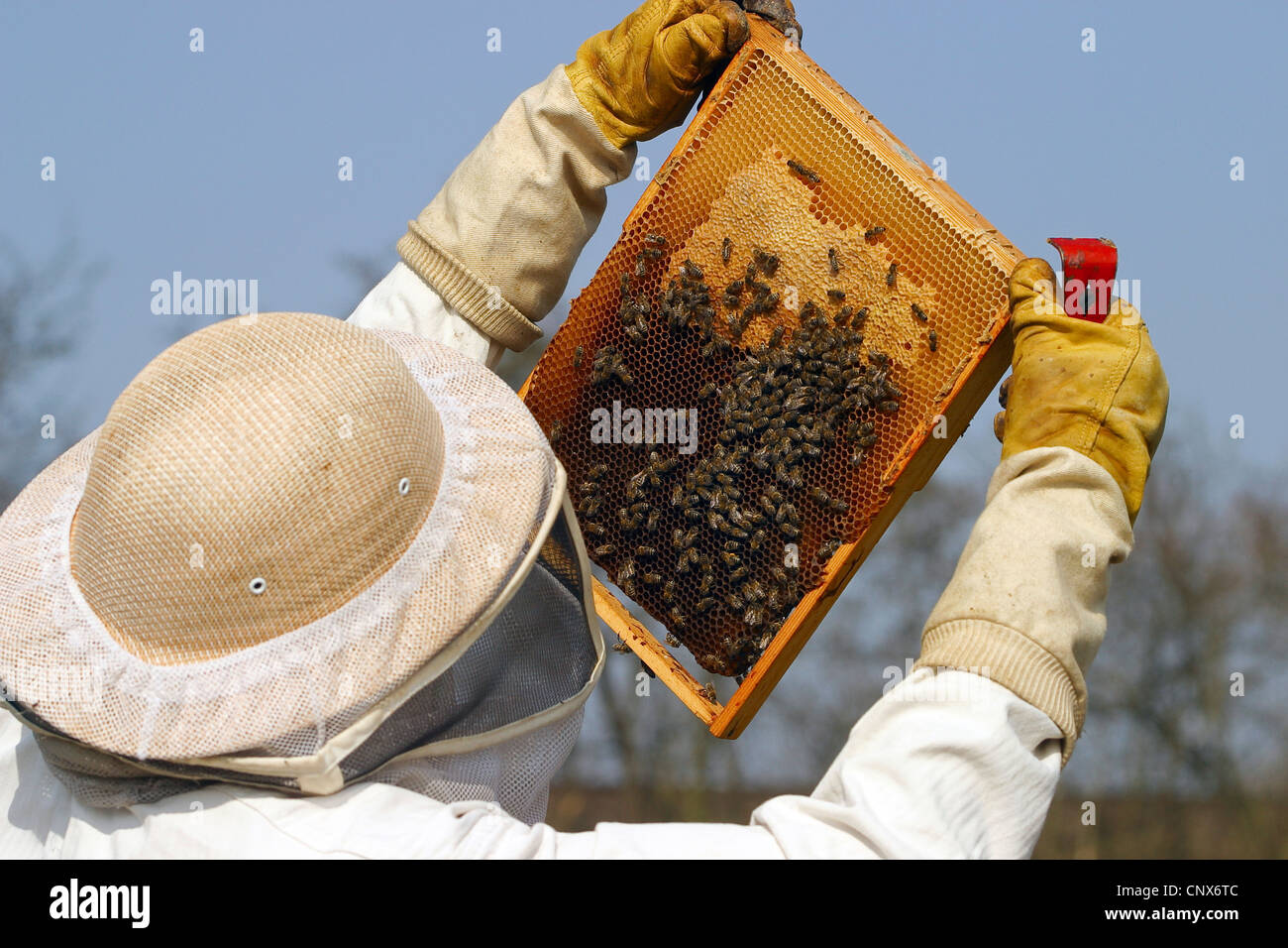 honey bee, hive bee (Apis mellifera mellifera), apiarist controlling a ...
