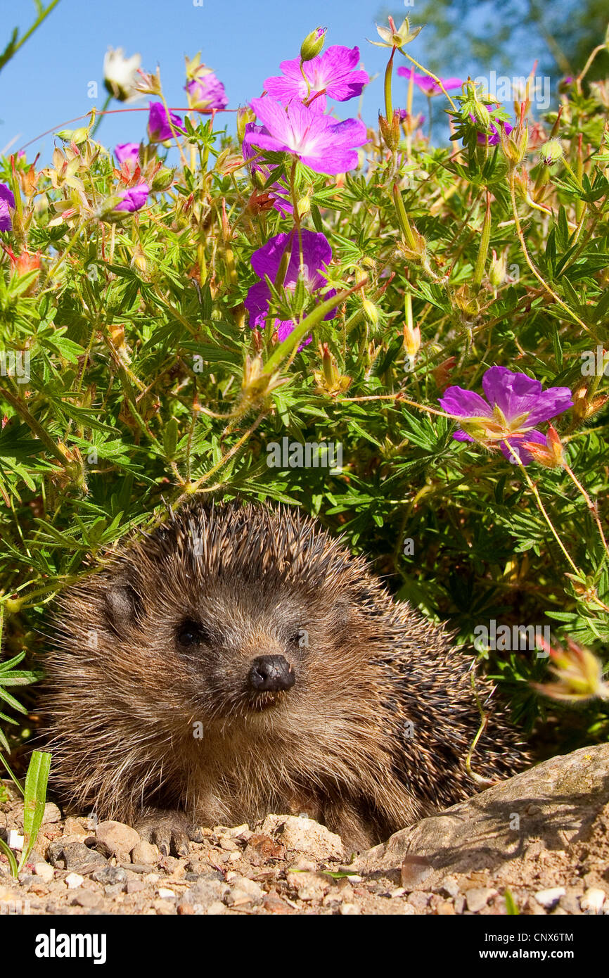 Western hedgehog, European hedgehog (Erinaceus europaeus), in flowerbed ...
