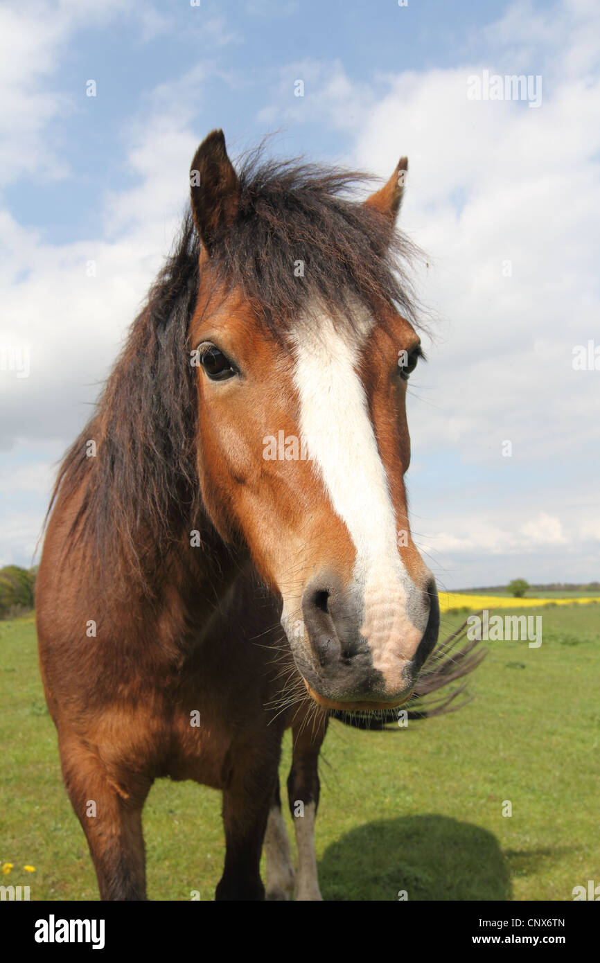brown horse head and neck close up Stock Photo - Alamy