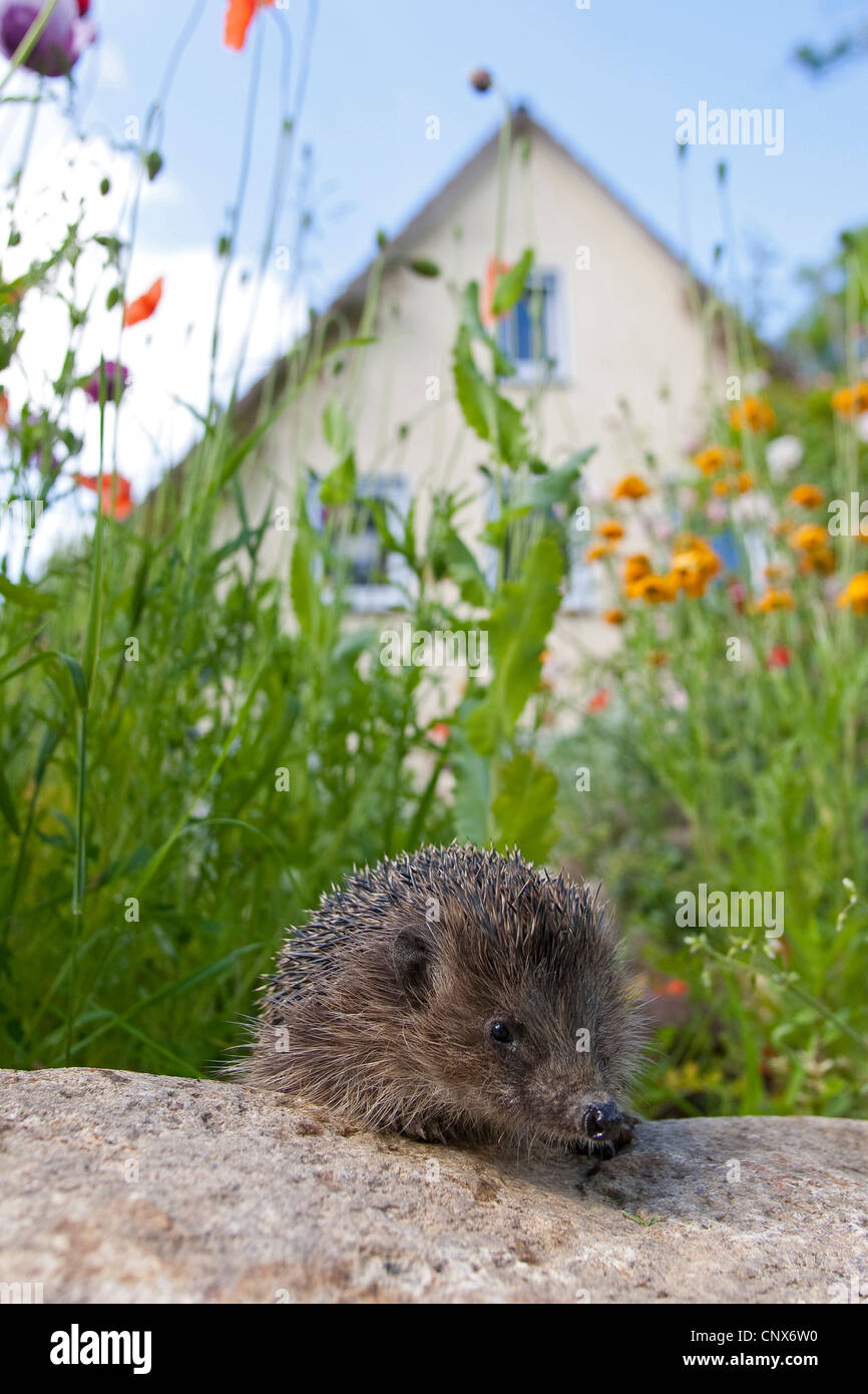 Western hedgehog, European hedgehog (Erinaceus europaeus), in the ...