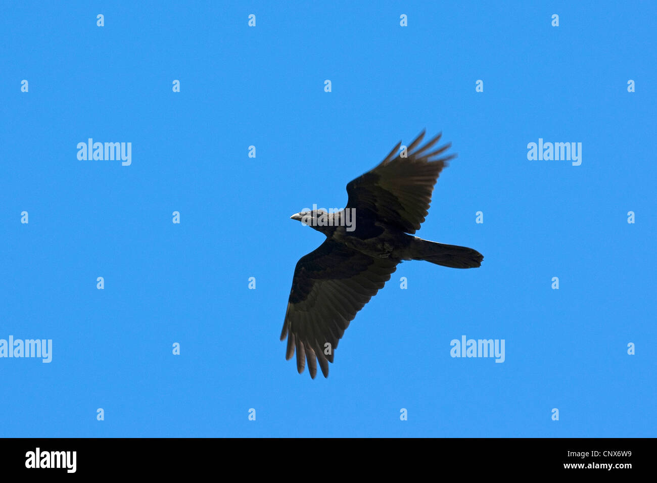 Common raven in full flight hi-res stock photography and images - Alamy