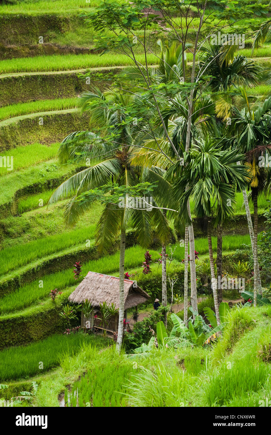 Some of the most spectacular and dramatic rice terraces in Bali ...