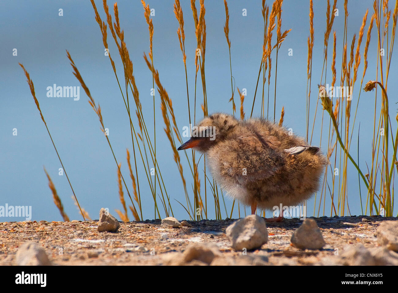 Rock chick hi-res stock photography and images - Alamy