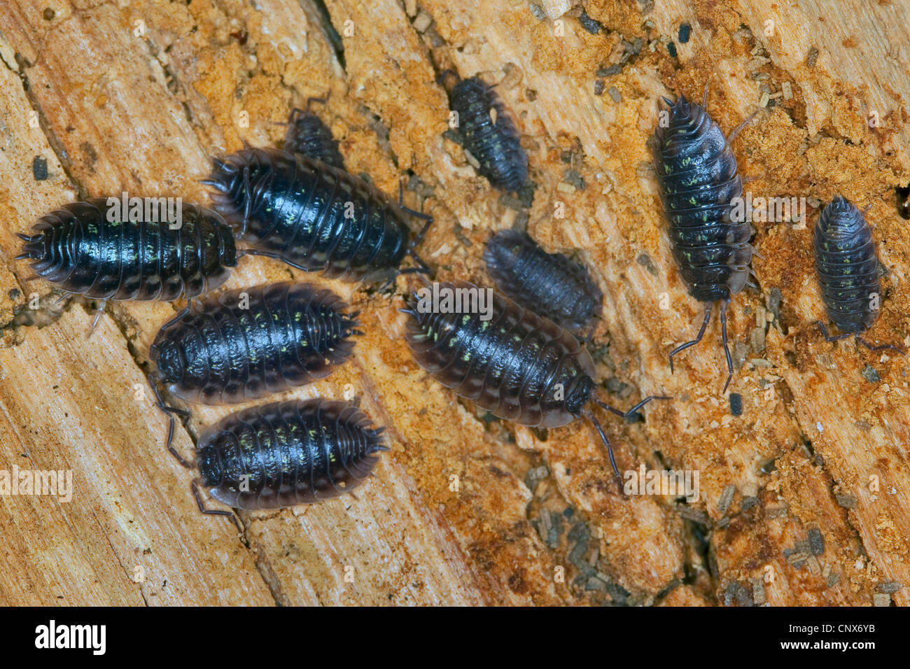 Sowbug hi-res stock photography and images - Alamy