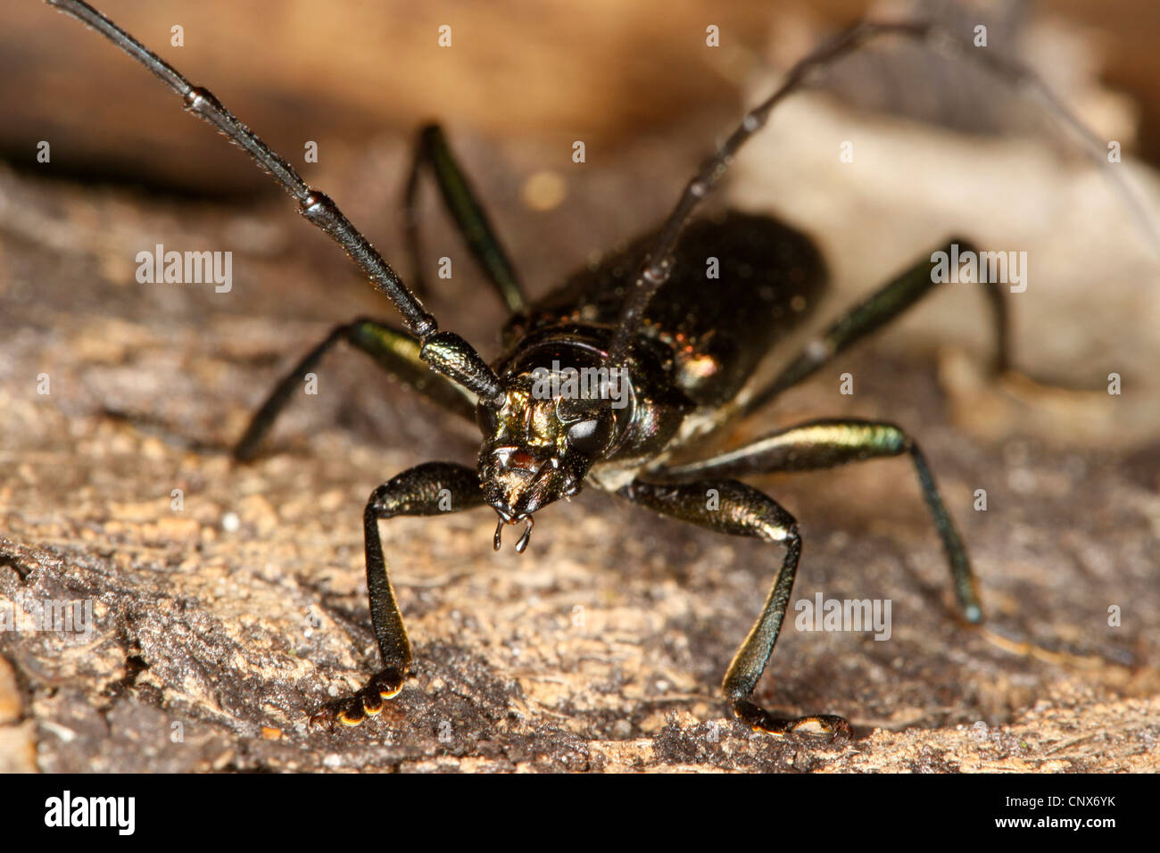 musk beetle (Aromia moschata), sitting on the ground, Germany Stock ...