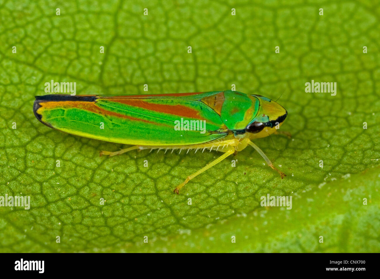 redbanded leafhopper (Graphocephala coccinea, Graphocephala fennahi ...