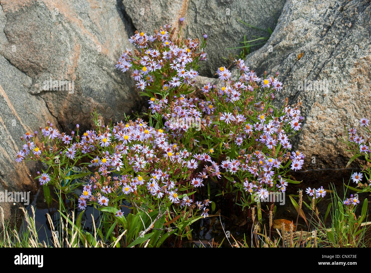 Sea aster (Aster tripolium), blooming, Germany Stock Photo - Alamy