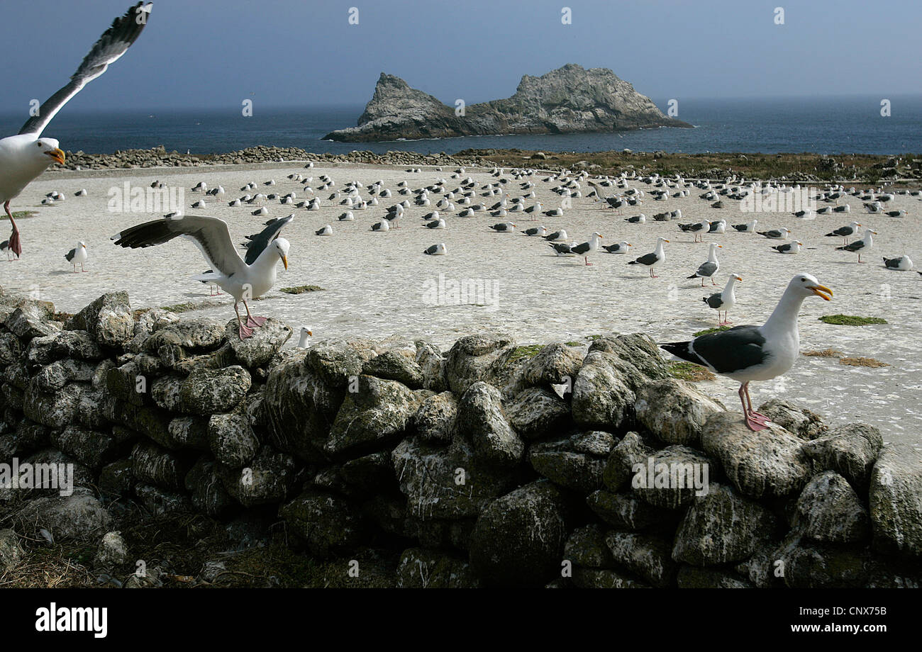The Farallon Islands, or Farallones are a group of islands and sea ...