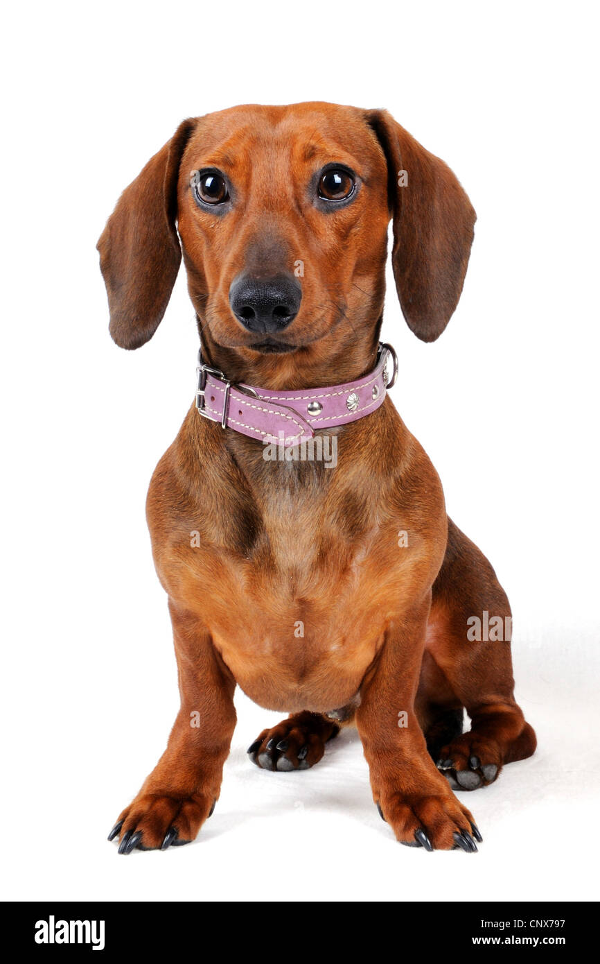Short-haired Dachshund, Short-haired sausage dog, domestic dog (Canis ...
