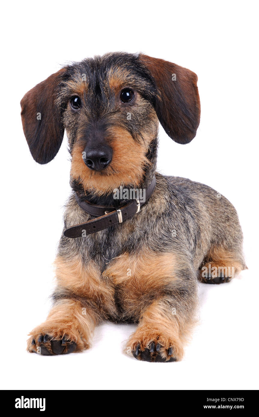 Wire-haired Dachshund, Wire-haired sausage dog, domestic dog (Canis ...