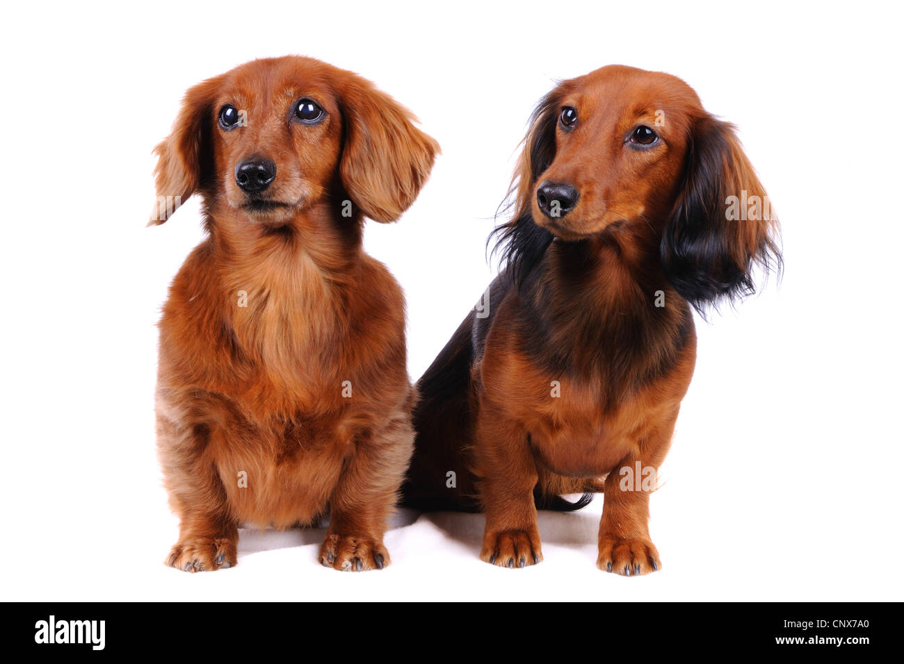 Long-haired Dachshund, Long-haired sausage dog, domestic dog (Canis ...