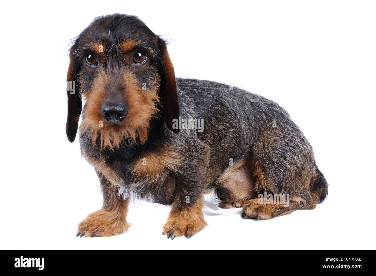 Wire-haired Dachshund, Wire-haired sausage dog, domestic dog (Canis ...