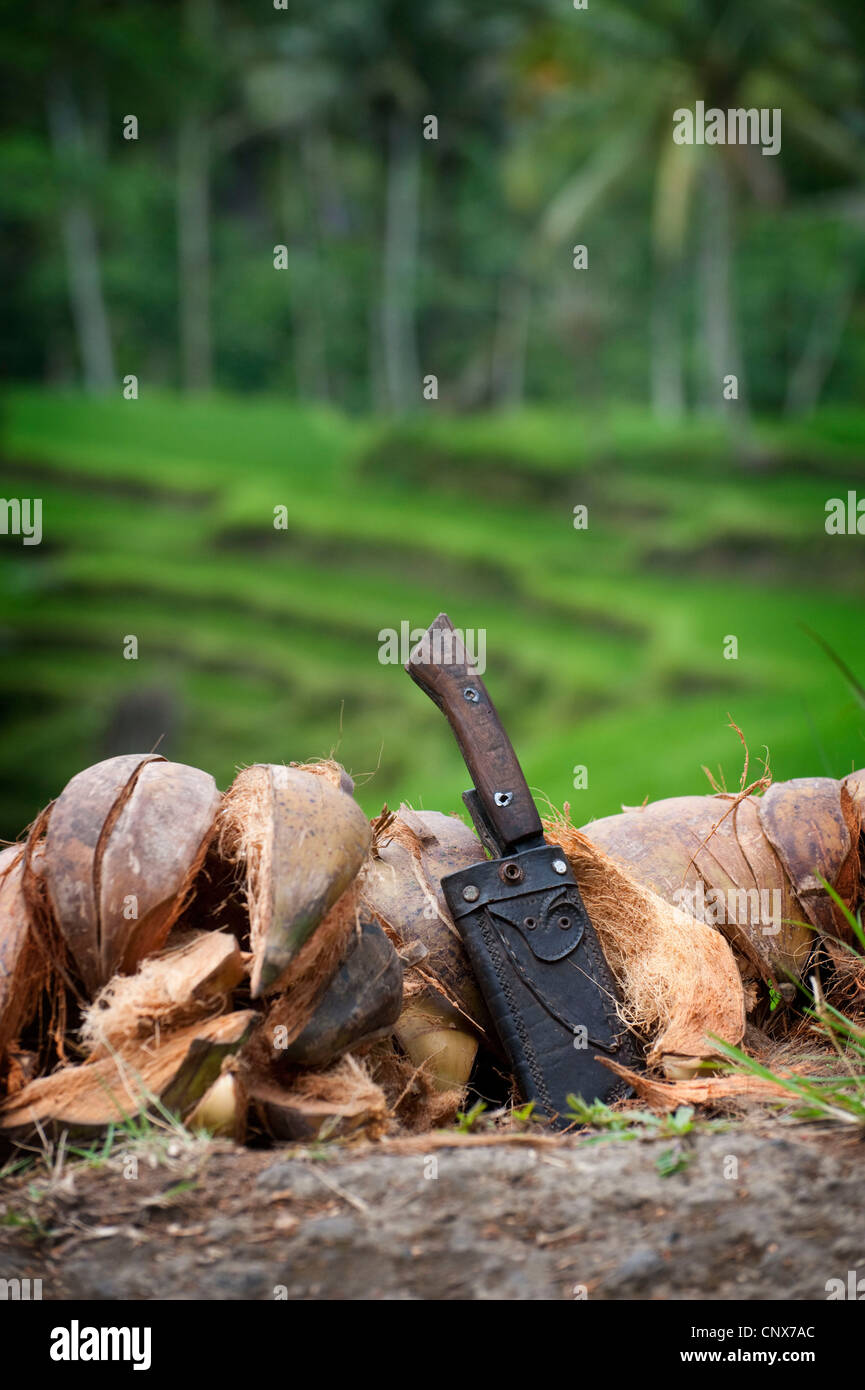 Coconuts hi-res stock photography and images - Alamy