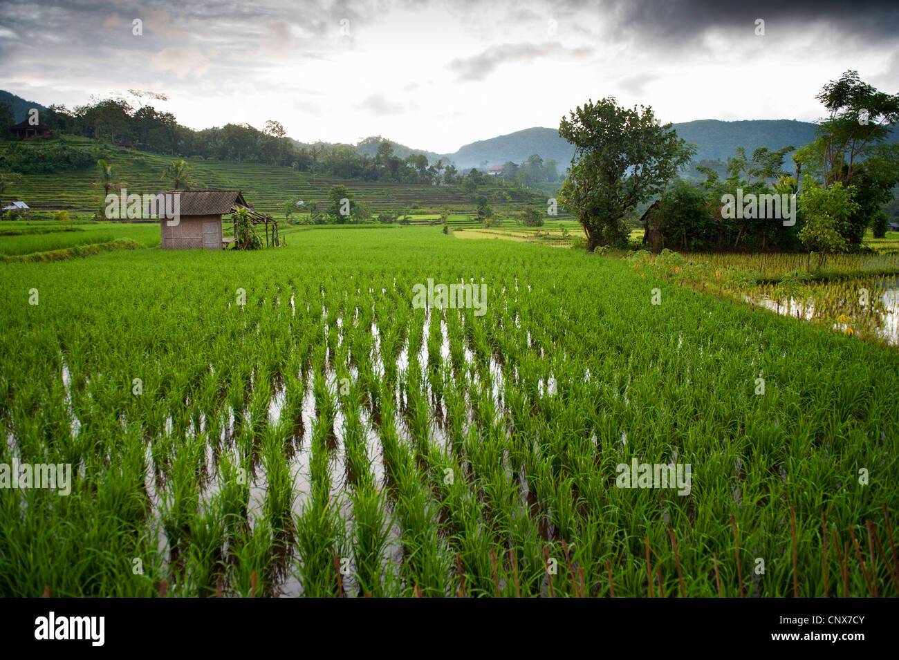 The beautiful rice fields of the Sidemen Valley in eastern Bali ...