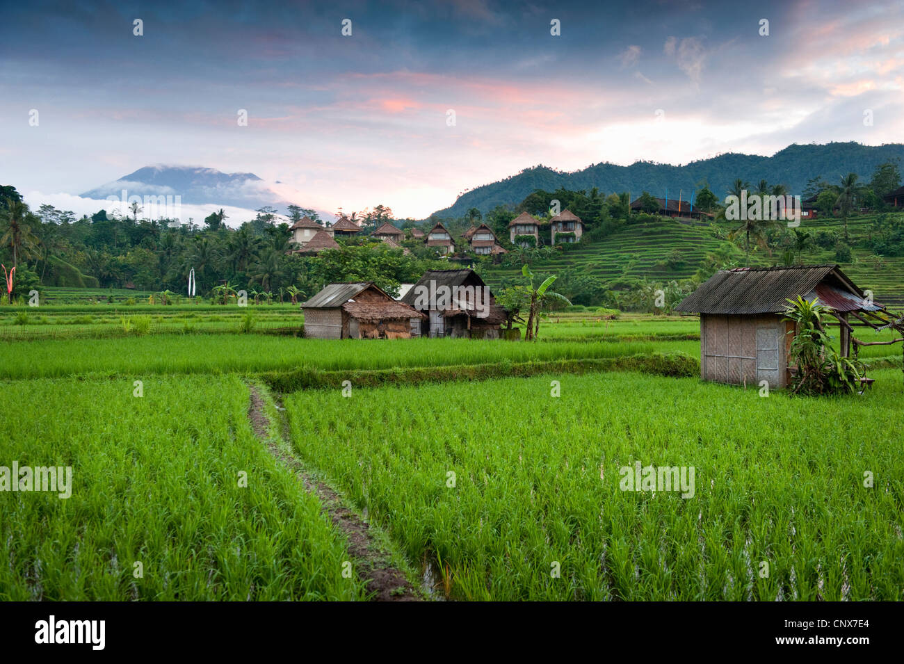 Dawn in the rice fields of the Sidemen Valley of Bali, Indonesia ...