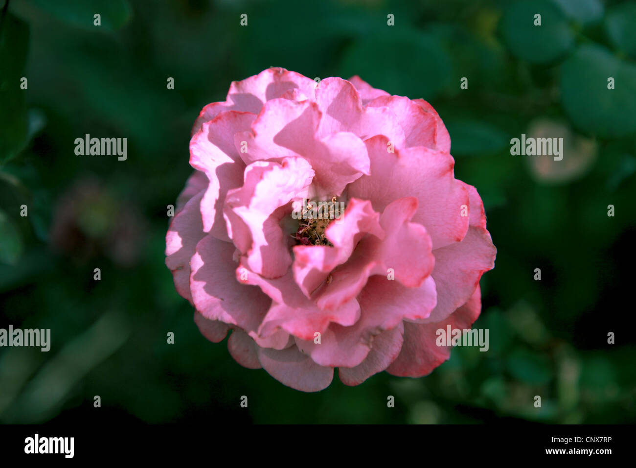 Chineserose hi-res stock photography and images - Alamy