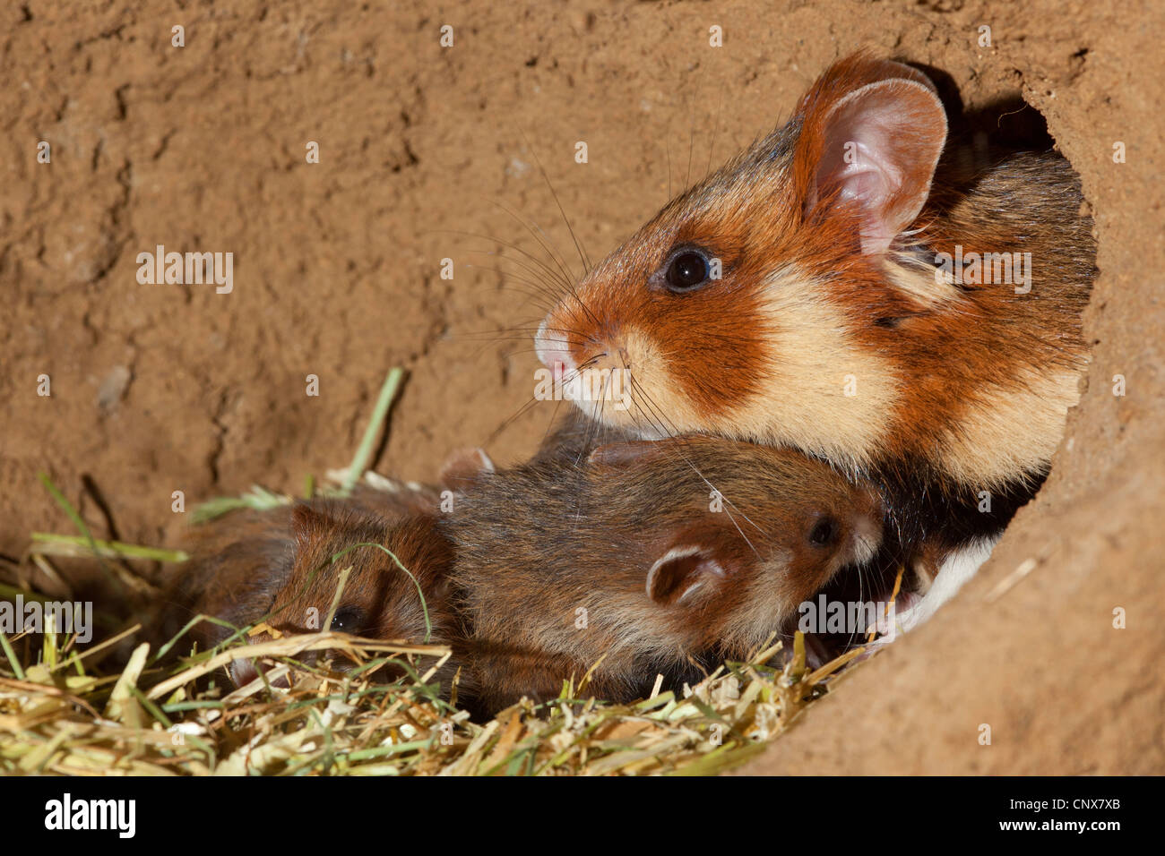 common hamster, black-bellied hamster (Cricetus cricetus), female with ...