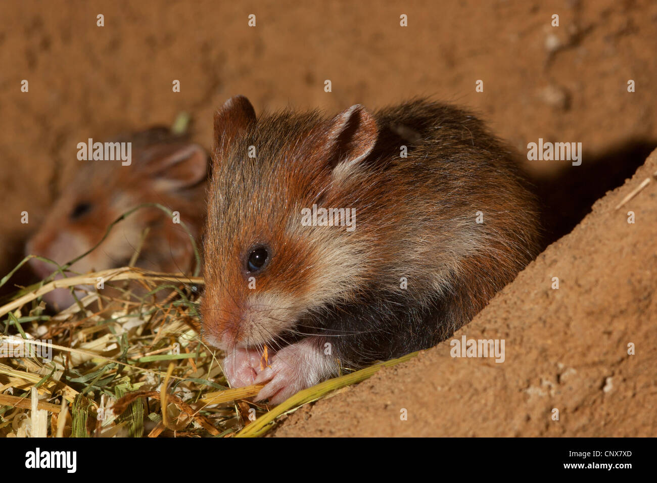 common hamster, black-bellied hamster (Cricetus cricetus), pup feeding ...