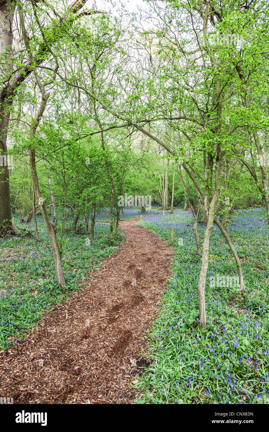 Woodland path through bluebell woods at Hatchlands Park, Surrey ...